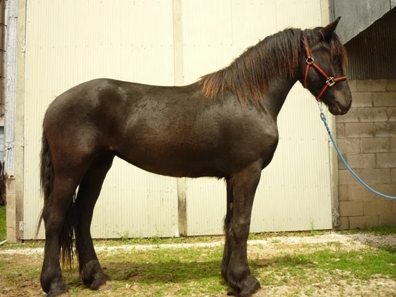Horses for Sale: Friesian Percheron Cross yearling filly