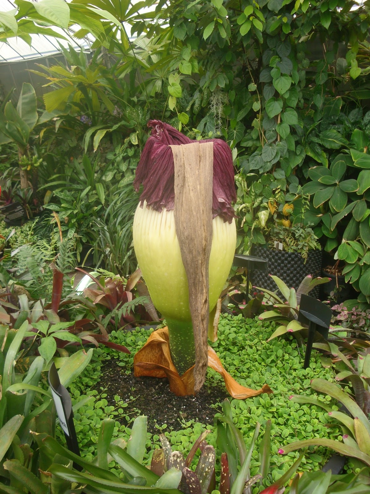 Titan Arum Archives - melbcity.net.aumelbcity.net.au Titan Arum Archives - melbcity.net.aumelbcity.net.au