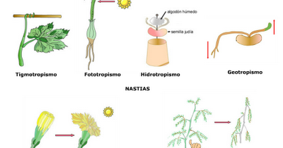 BIOLOGÍA 3º SECUNDARIA: La relación en las plantas