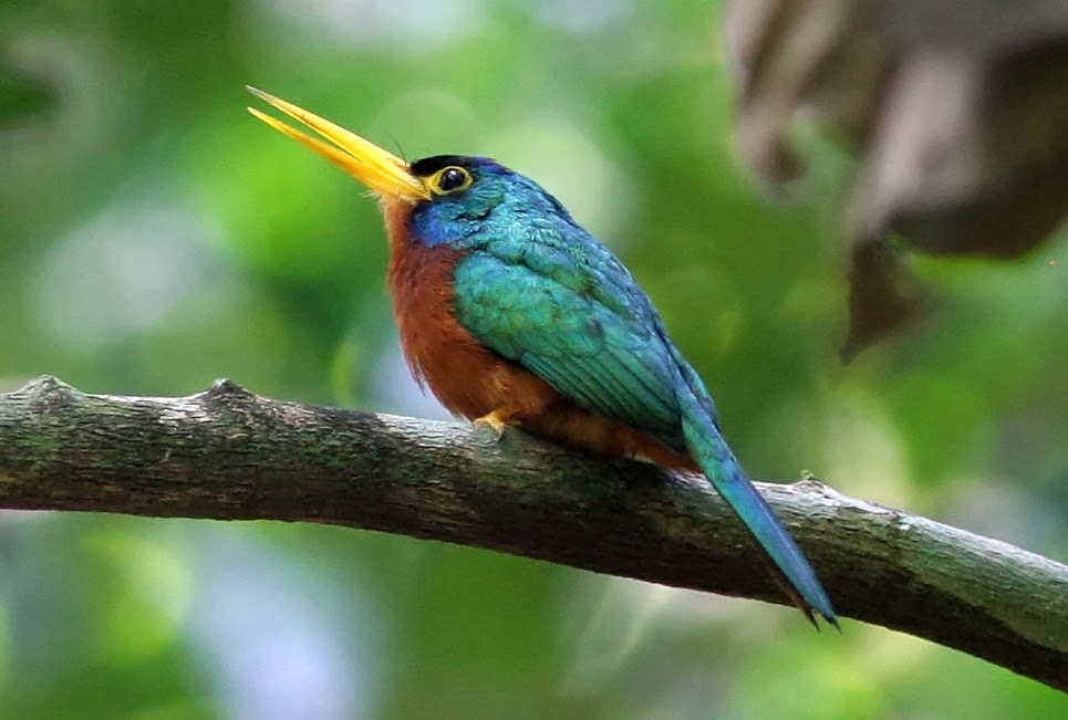 Great Jacamar ~ Birds World