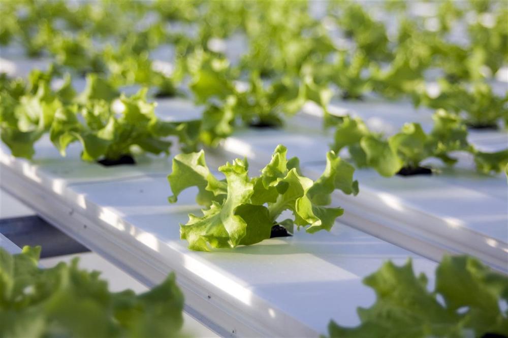 Largest commercial aquaponics farm Largest commercial aquaponics farm