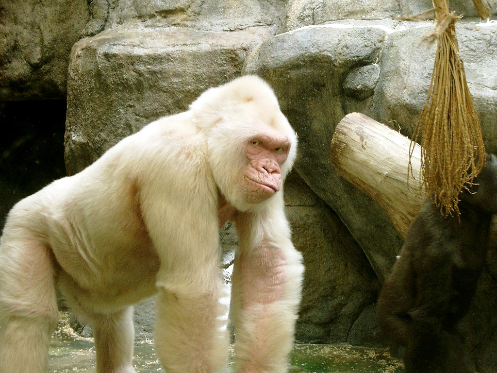 The Circus NO SPIN ZONE Snowflake The Most Unique Animal To Ever Live the-circus-no-spin-zone-snowflake-the-most-unique-animal-to-ever-live