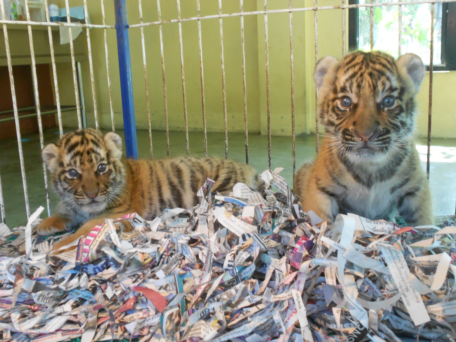 Family Travel Blog : Tiger Kingdom, Chiang Mai, Thailand