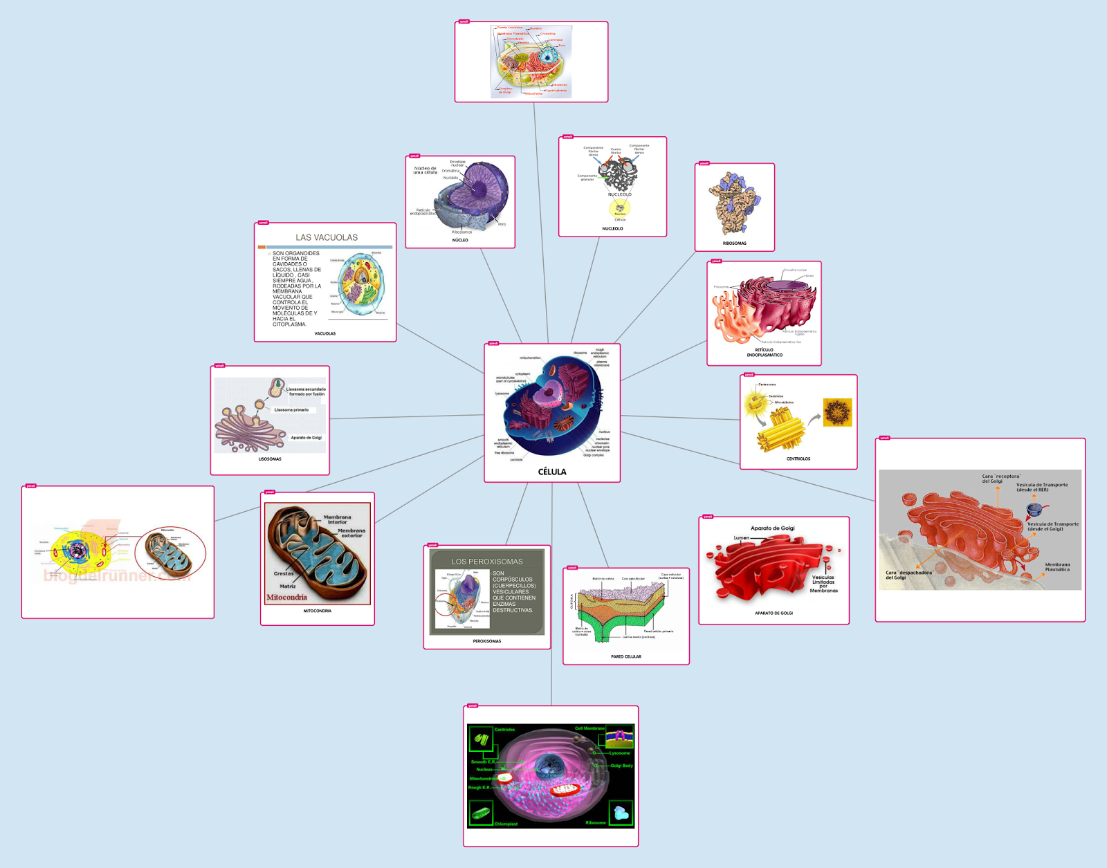 LA CÉLULA: MAPA MENTAL DE LA CÉLULA