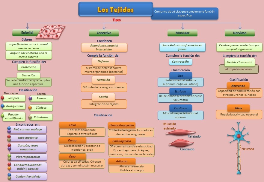 Esquemas, diagramas, gráficos y mapas conceptuales.: Los Tejidos