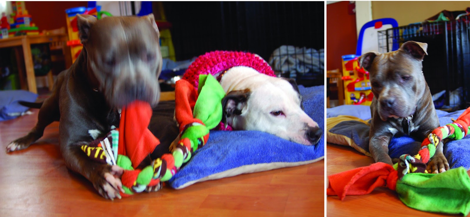 Modified K9 Homemade Tug Toys modified-k9-homemade-tug-toys