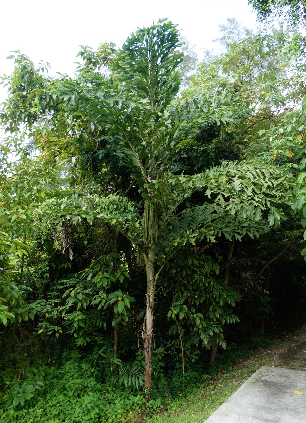 Riverine Parks: Caryota mitis