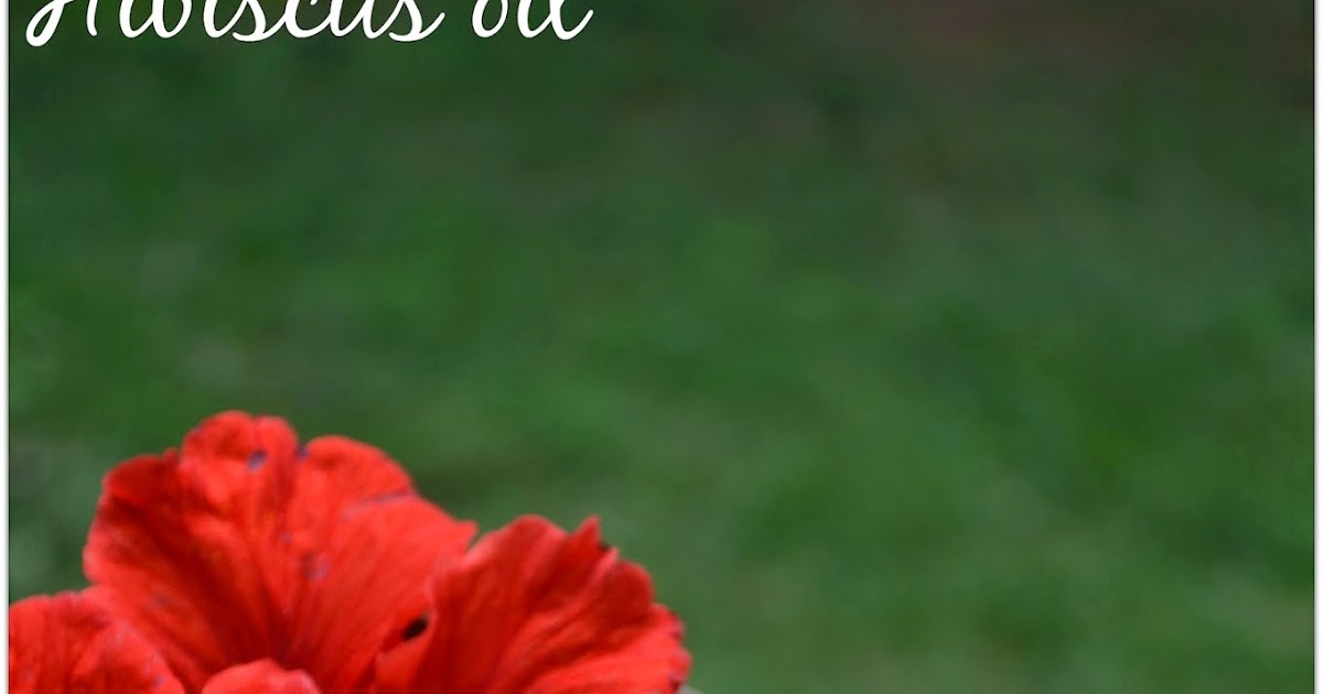 DIY How To Make Hibiscus Oil For Hair Growth Wildturmeric diy-how-to-make-hibiscus-oil-for-hair-growth-wildturmeric
