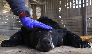 The Rural Blog: Virginia Tech research center studying bears; state is ...