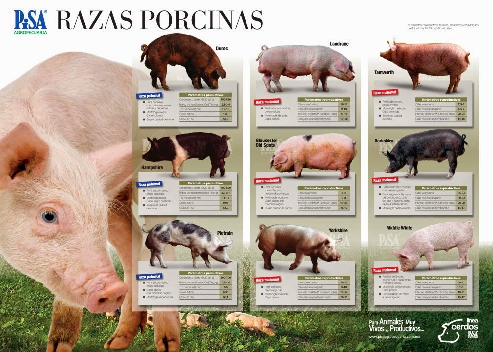 Todo sobre Cerdos: Razas del Cerdo