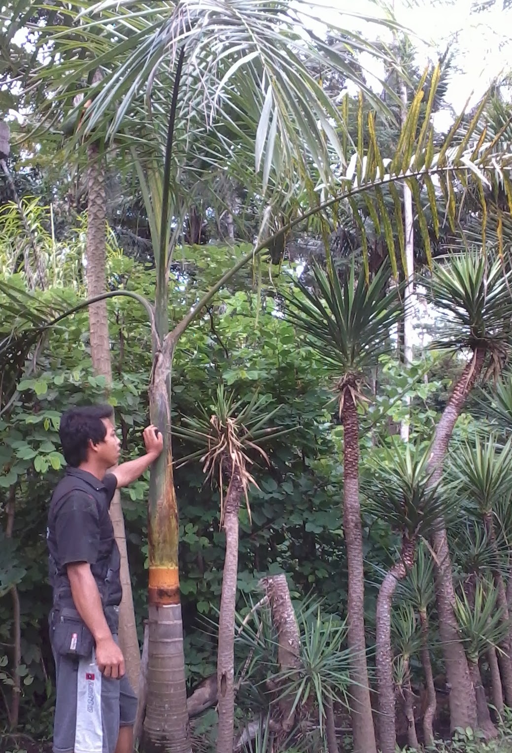 Palem Raja / Pohon Palem Raja ~ Arya Flower Landscape