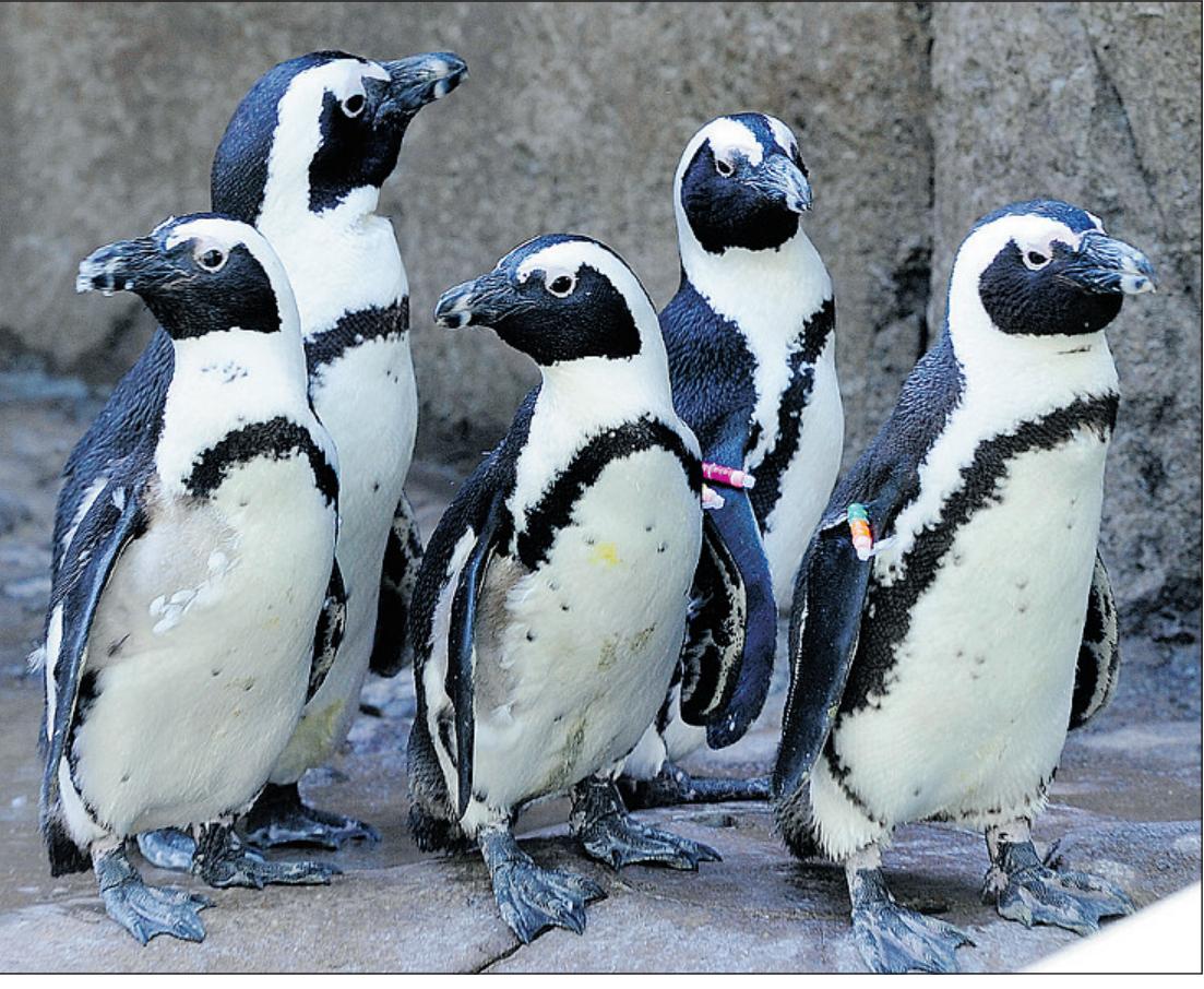 African Penguin Life Of Sea african-penguin-life-of-sea