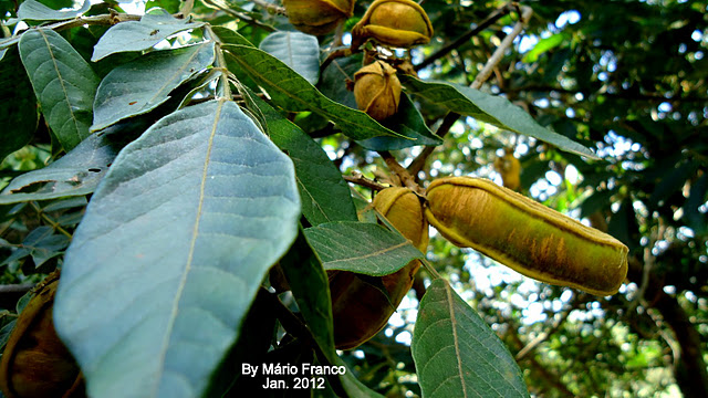 INGÁ - ( Ingá vera Willd ) - Meu Cantinho Verde