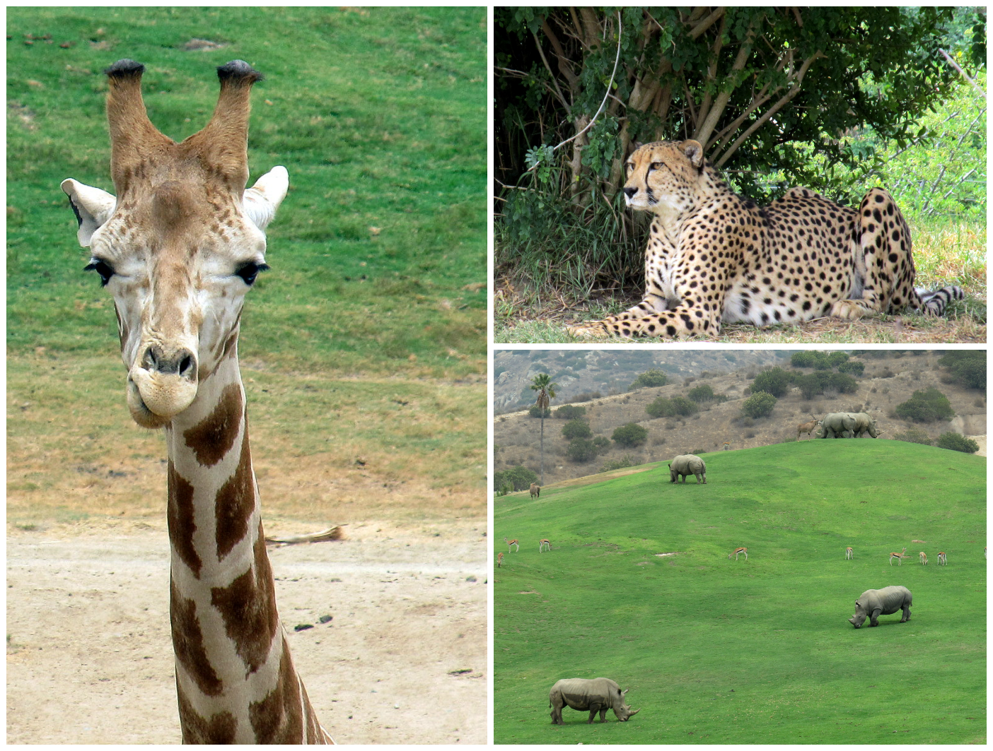 Life With Dylan Summer Safari Is Still Going Strong At San Diego Zoo life-with-dylan-summer-safari-is-still-going-strong-at-san-diego-zoo