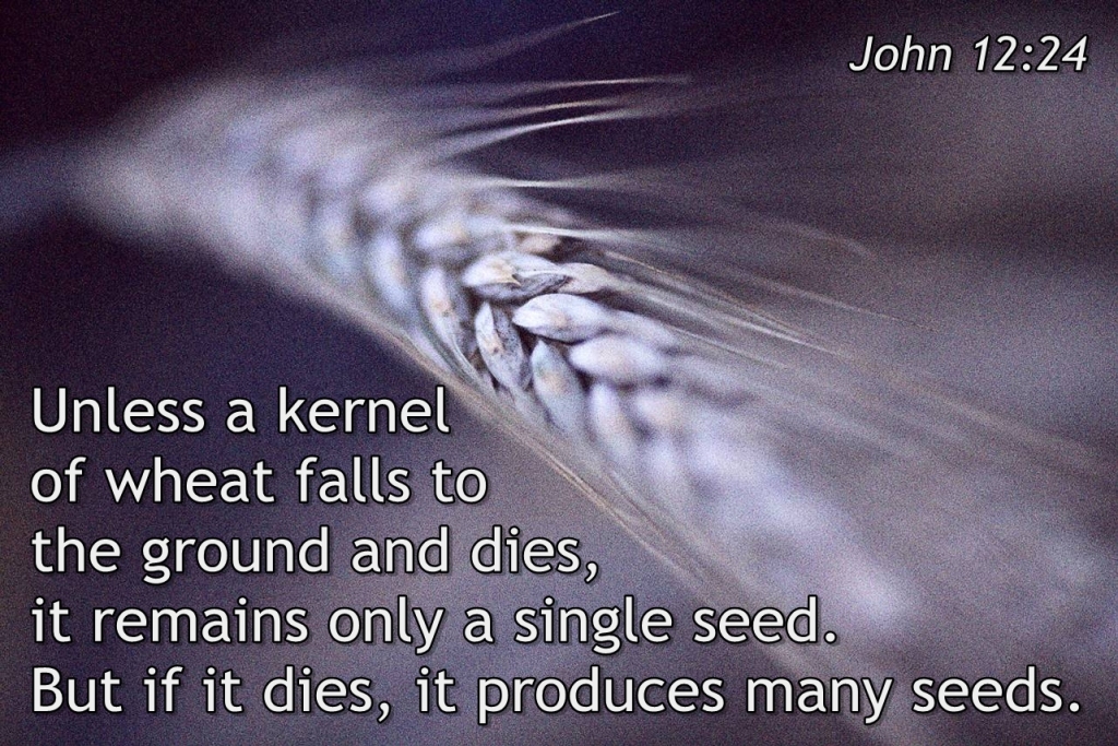 His Word In Pictures John 12 24 his-word-in-pictures-john-12-24