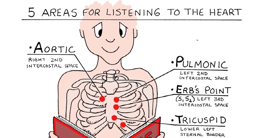 5 Areas for listening to the heart-ABC Medicine