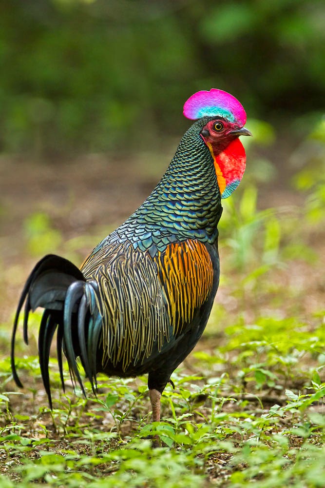 Ayam Hutan Hijau - Homecare24 Ayam Hutan Hijau - Homecare24