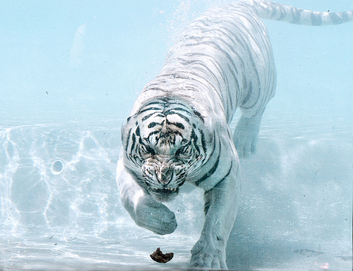 Most Interesting Animals In The World Information News most-interesting-animals-in-the-world-information-news