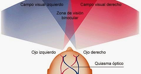 Clínica Optométrica 1 (IUO): OBJETIVO 9- CAMPO VISUAL