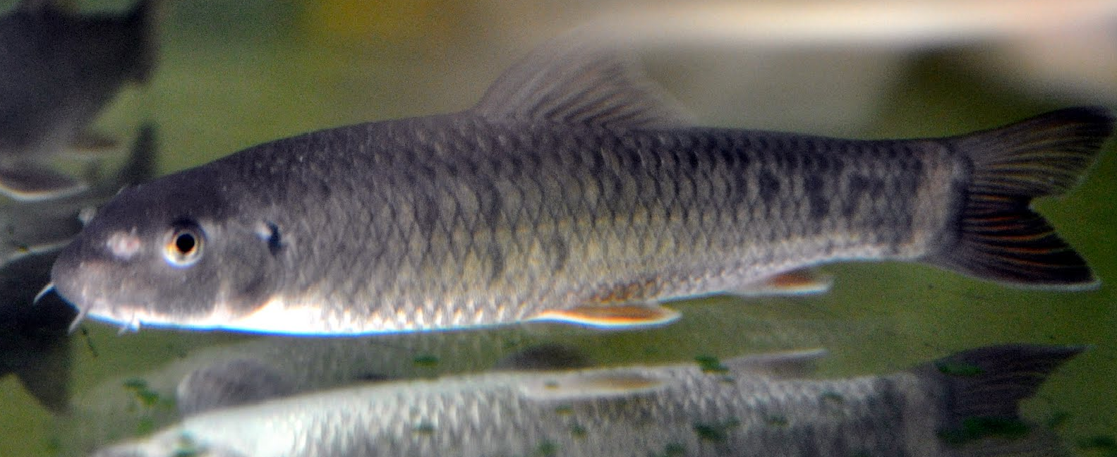 Dr. Fish (Garra Rufa) Dr. Fish (Garra Rufa)