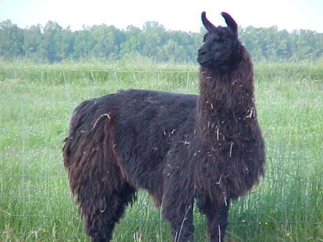 Facts about llamas | Facts About All