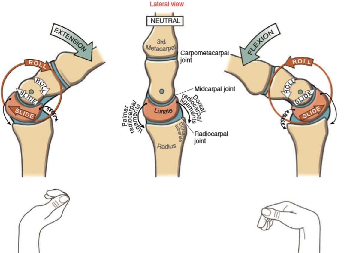 FISIOTERAPIA Y MOVIMIENTO CONCIENTE: Artrocinemática de la Muñeca