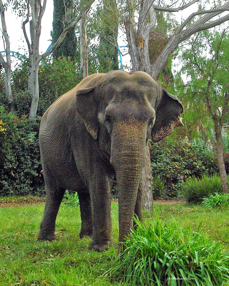 Animals Of The World Asian Elephant 2 2 Parte animals-of-the-world-asian-elephant-2-2-parte