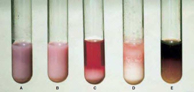 Avibert Litmus Milk Reactions Microbiological Applications avibert-litmus-milk-reactions-microbiological-applications