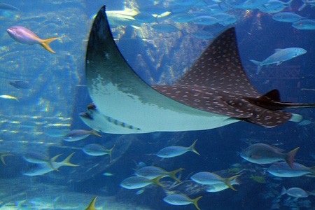 los animales marinos: los Animales marinos