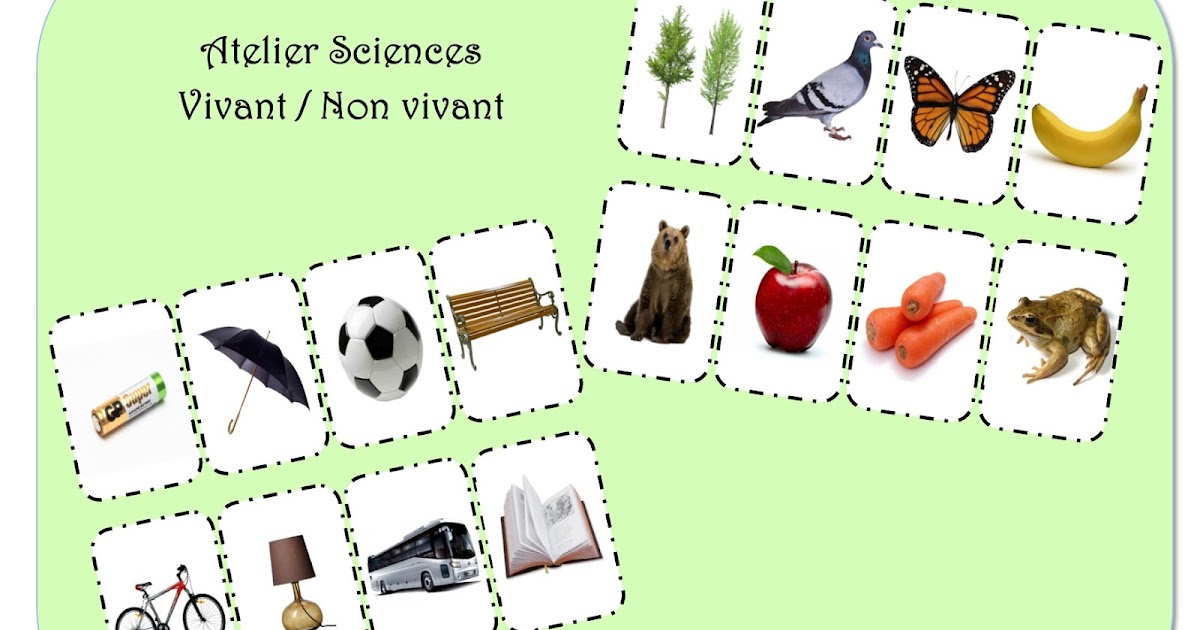 Atelier Sciences : Vivant / Non vivant