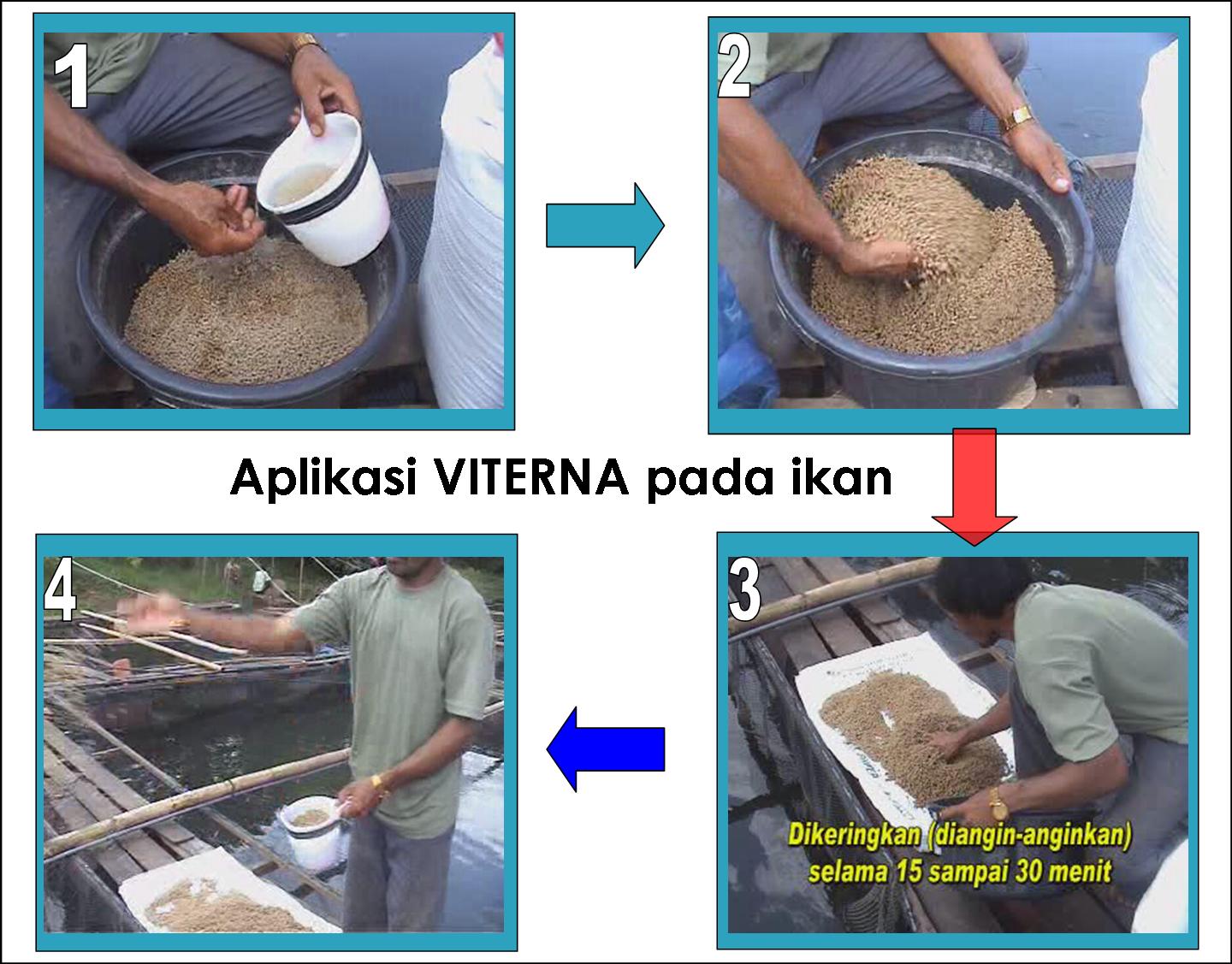 Cara Pemberian Pakan Ikan - pertanian Cara Pemberian Pakan Ikan - pertanian