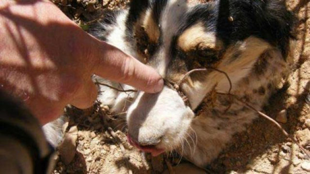 Funny Cool Pictures Just Like Dog Heaven funny-cool-pictures-just-like-dog-heaven