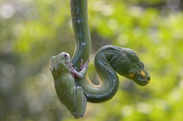strano66: Ular Piton Menjalin Persahabatan Dengan Katak Di Kebun ... strano66: Ular Piton Menjalin Persahabatan Dengan Katak Di Kebun ...