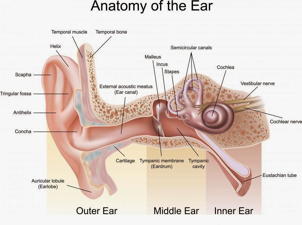 HUMAN EAR: OUTER EAR, MIDDLE EAR, INNER EAR, HEARING « SimpleBiology HUMAN EAR: OUTER EAR, MIDDLE EAR, INNER EAR, HEARING « SimpleBiology