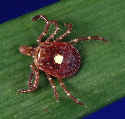 Progressive Charlestown: Fighting Ticks Progressive Charlestown: Fighting Ticks