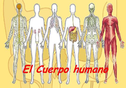 Elementos químicos y Nuestro cuerpo: Nuestro cuerpo