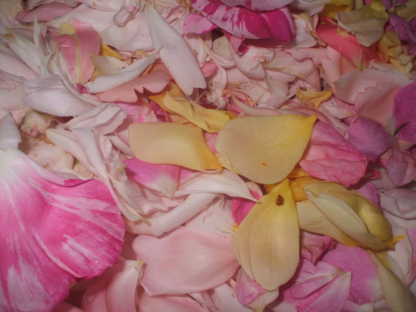 Unbought Delicacies Rose Petal Wine unbought-delicacies-rose-petal-wine
