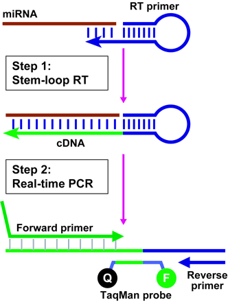 microRNA-gene regulation: The stem-loop RT-PCR