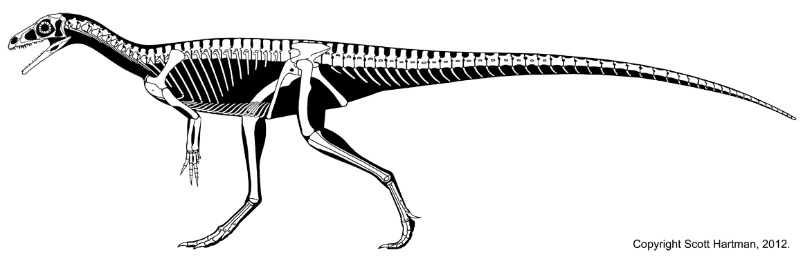 Skeletal Drawing: Dawn Thief