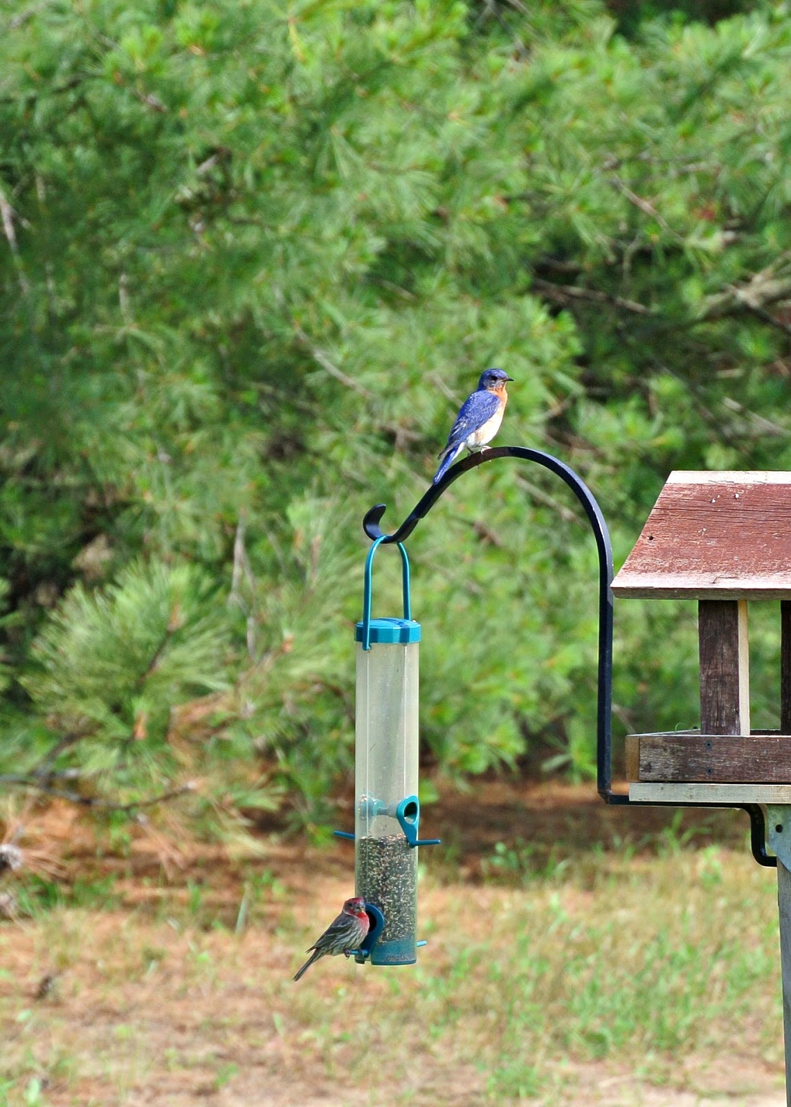 A Happy Bluebird A Lazy Sunday Afternoon a-happy-bluebird-a-lazy-sunday-afternoon