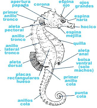 CABALLITO DE MAR-SEAHORSE | Los Animales Acuáticos- The Aquatic Animals