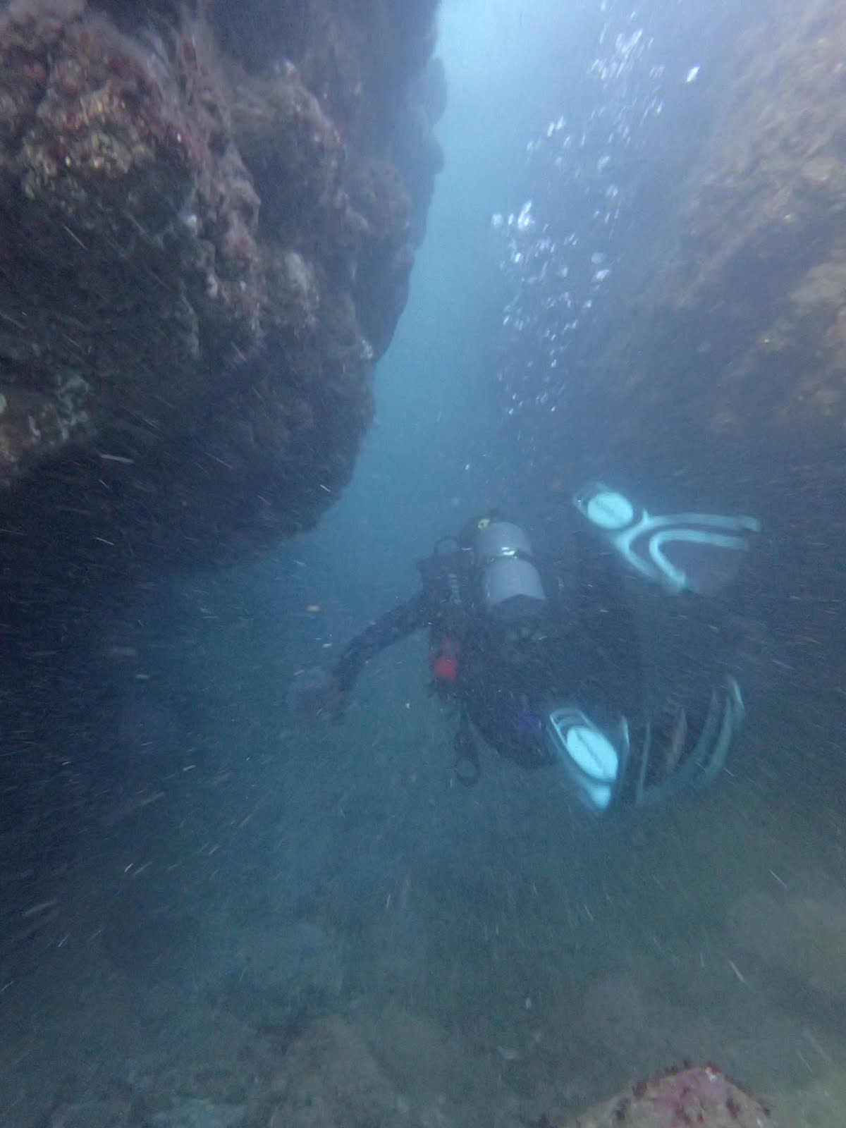 Diving Before Work At Shaw's Cove Laguna Beach - First Church of The Masochist
