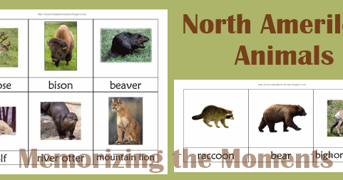 Memorizing the Moments: North American Animals