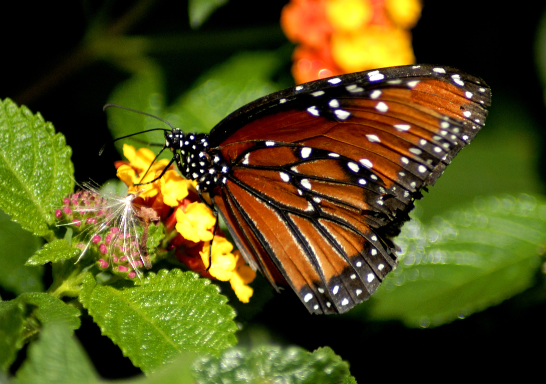 Butterfly | The Biggest Animals Kingdom