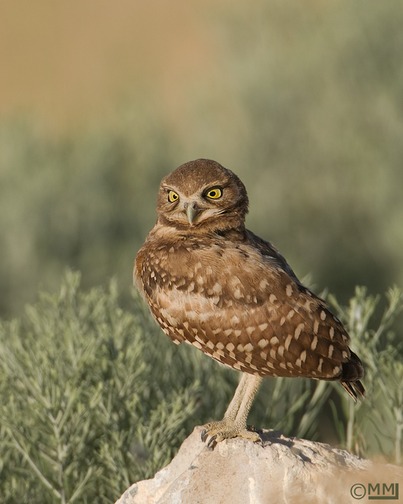 Birding Is Fun Burrowing Owl Juveniles birding-is-fun-burrowing-owl-juveniles