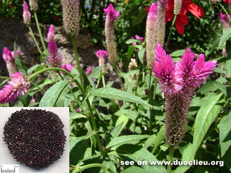 Celosia seed (Qingxiangzi)-Celosia argentea L
