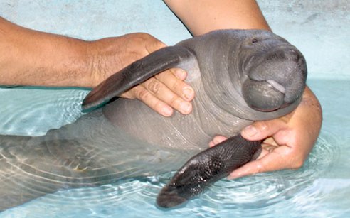 White Wolf : Orphaned Baby Manatee Rescued in the Amazon