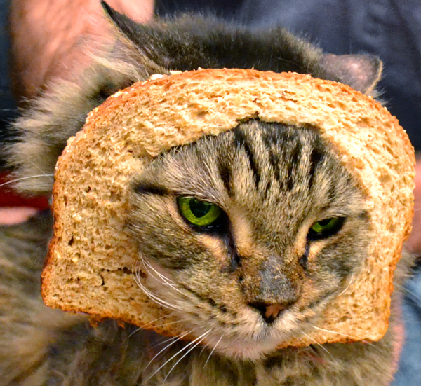 Breaded Cat - The Chronicles of a Chicago Mom