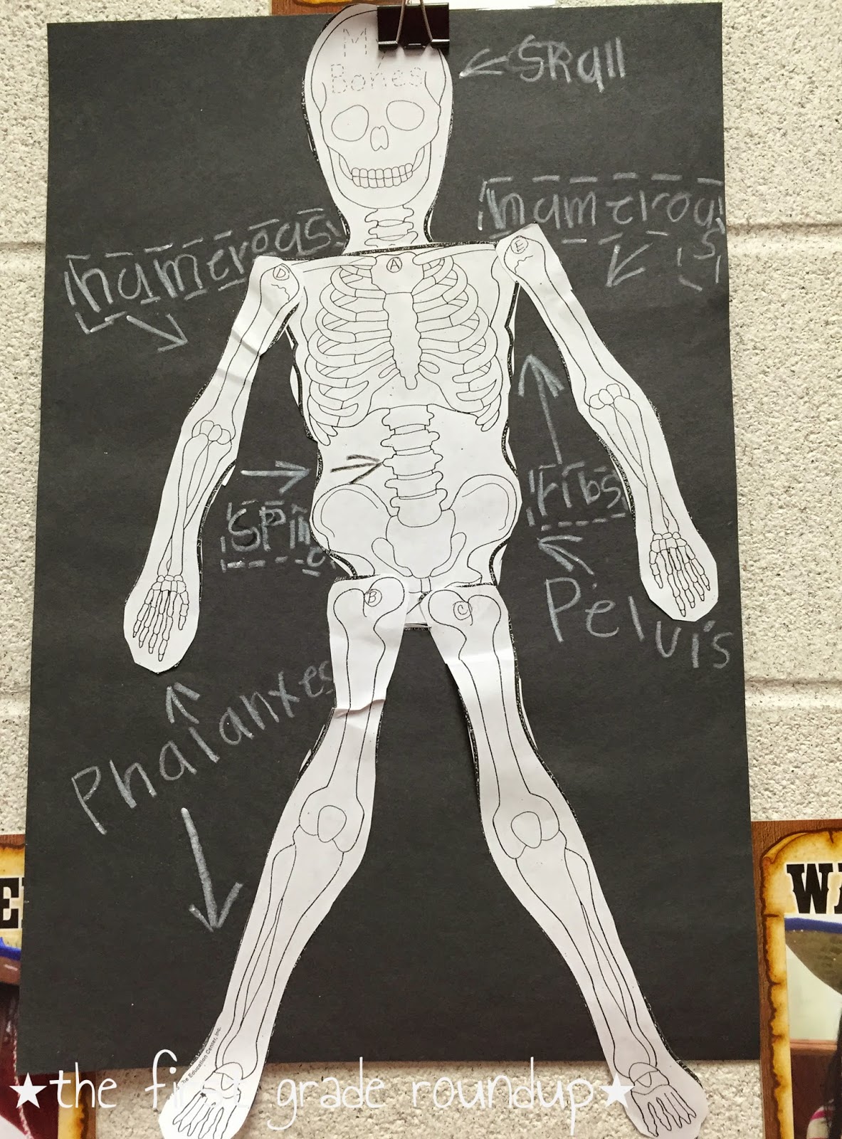 Halloween Science with non-fiction text features & skeleton puzzles ...