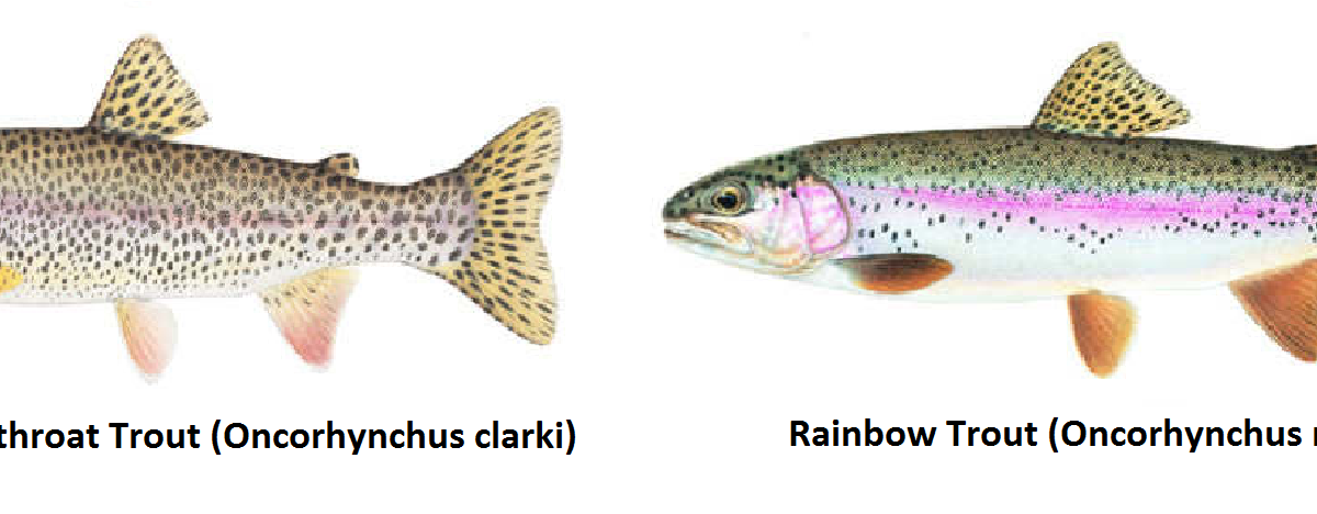 Invasion of the Rainbow Trout